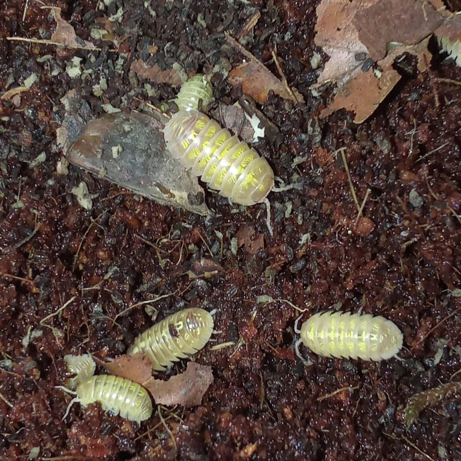 Armadillidium sp. "Albino"| Isopodes - ANTDERGROUND