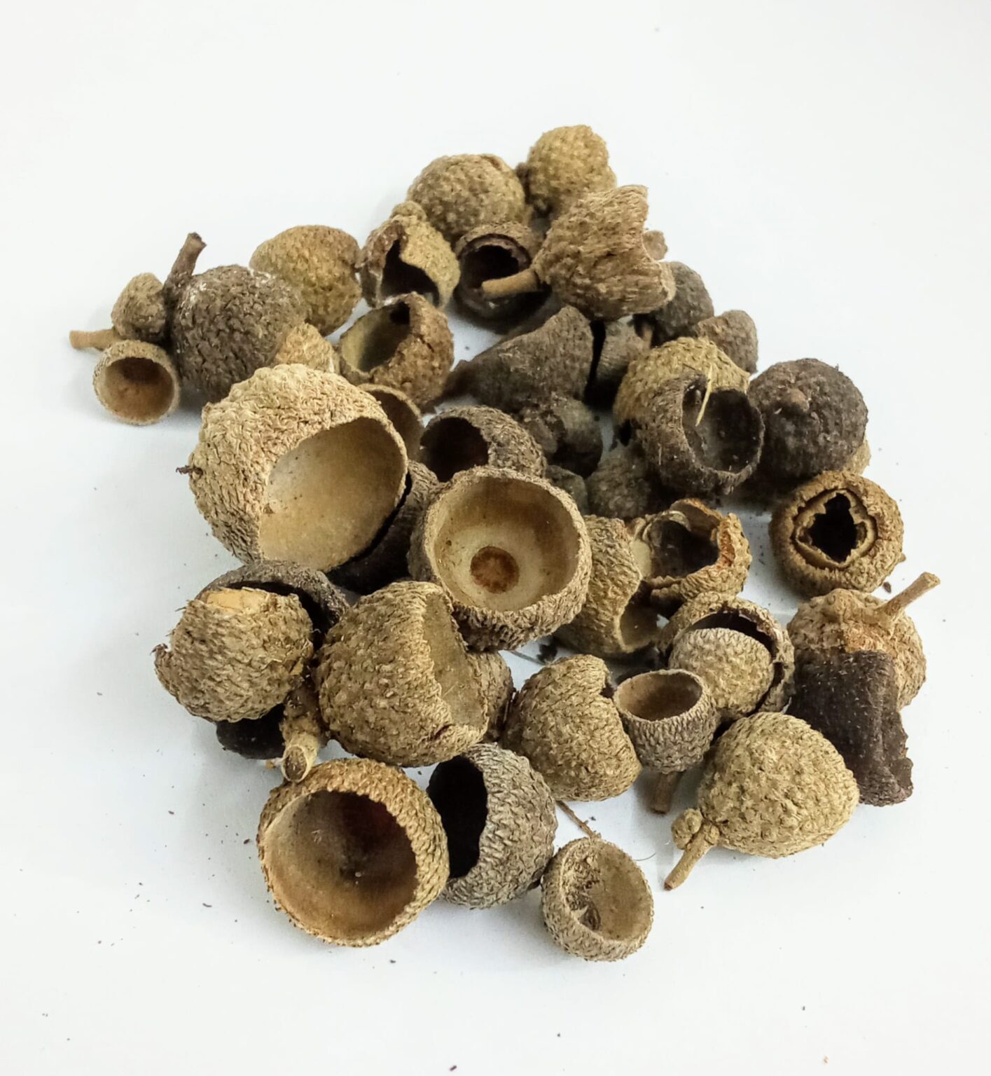 Cupules de glands | Élément botanique idéal pour les terrariums ...