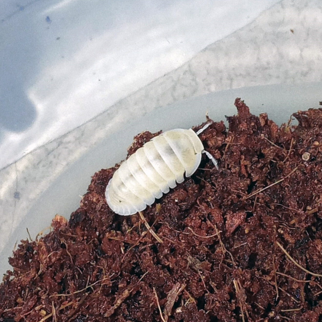 Cubaris panda King "White" | Isópodos - ANTDERGROUND