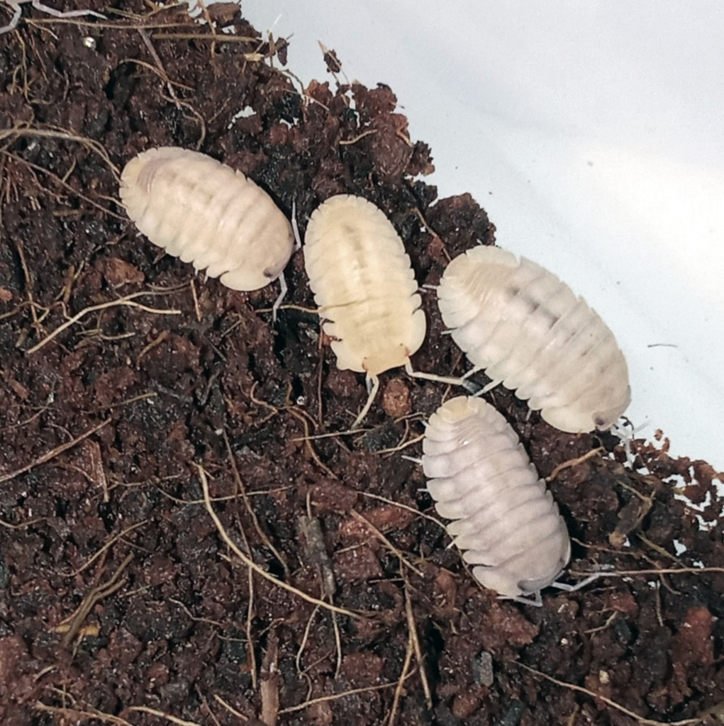 Cubaris sp. "Red Edge Albino - Andaman Pearl" | Isópodos - ANTDERGROUND