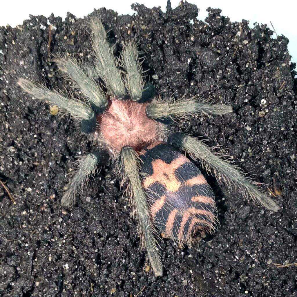 Davus pentaloris | tarántulas exóticas - ANTDERGROUND