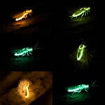 Insectos que brillan en la oscuridad: bioluminiscencia en acción ...