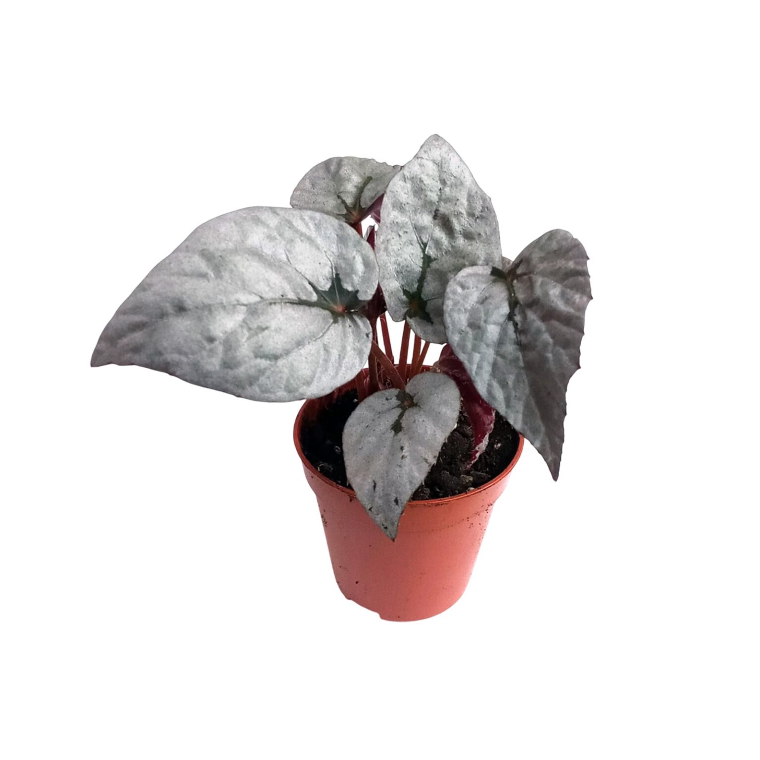 Begonia Rex “Silver” | Plantas interior - ANTDERGROUND