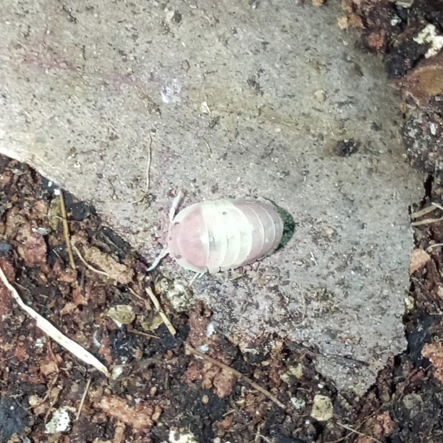 Cubaris Panda King "Pink" | Exotic isopod - ANTDERGROUND