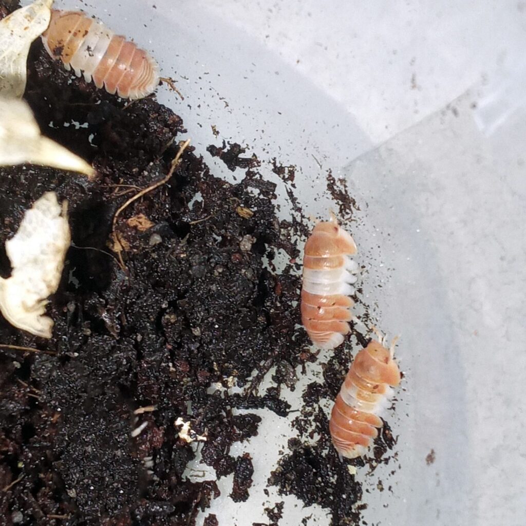 Cubaris Panda King "Red" | isopodi - ANTDERGROUND