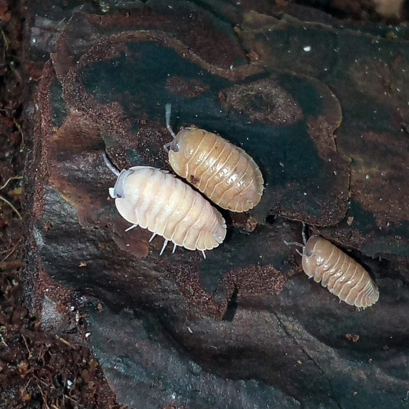 Cubaris murina "Salmon Martinique" | isopod store - ANTDERGROUND