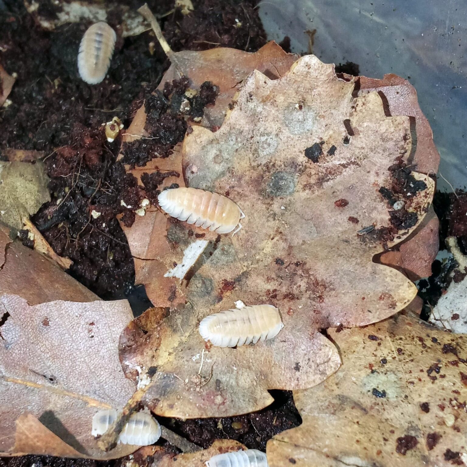 Cubaris sp. 'Snow Queen' | Isópodo exótico - ANTDERGROUND