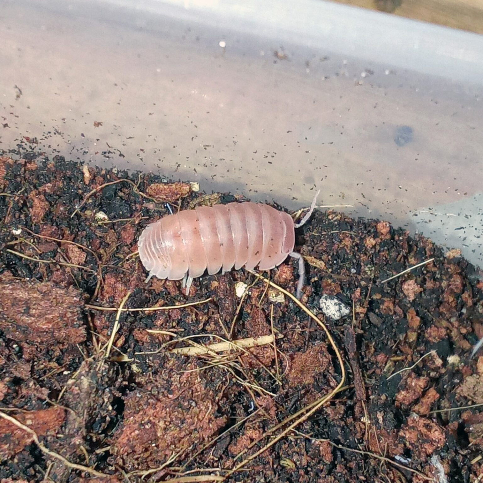 Armadillo officinalis "Pink" | Isopods - ANTDERGROUND
