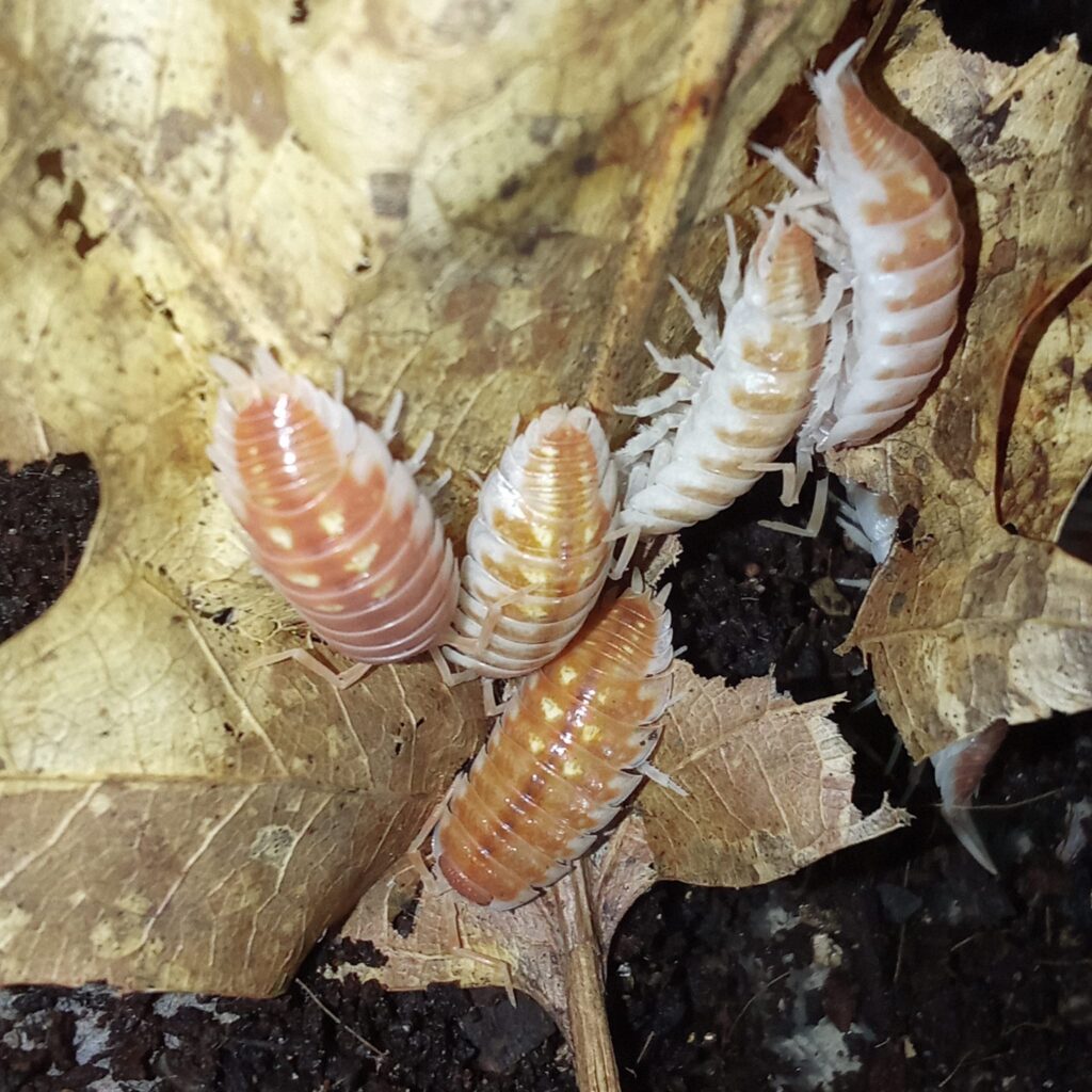 Porcellio ornatus "Tangerine Dream" | Isopods Shop - ANTDERGROUND