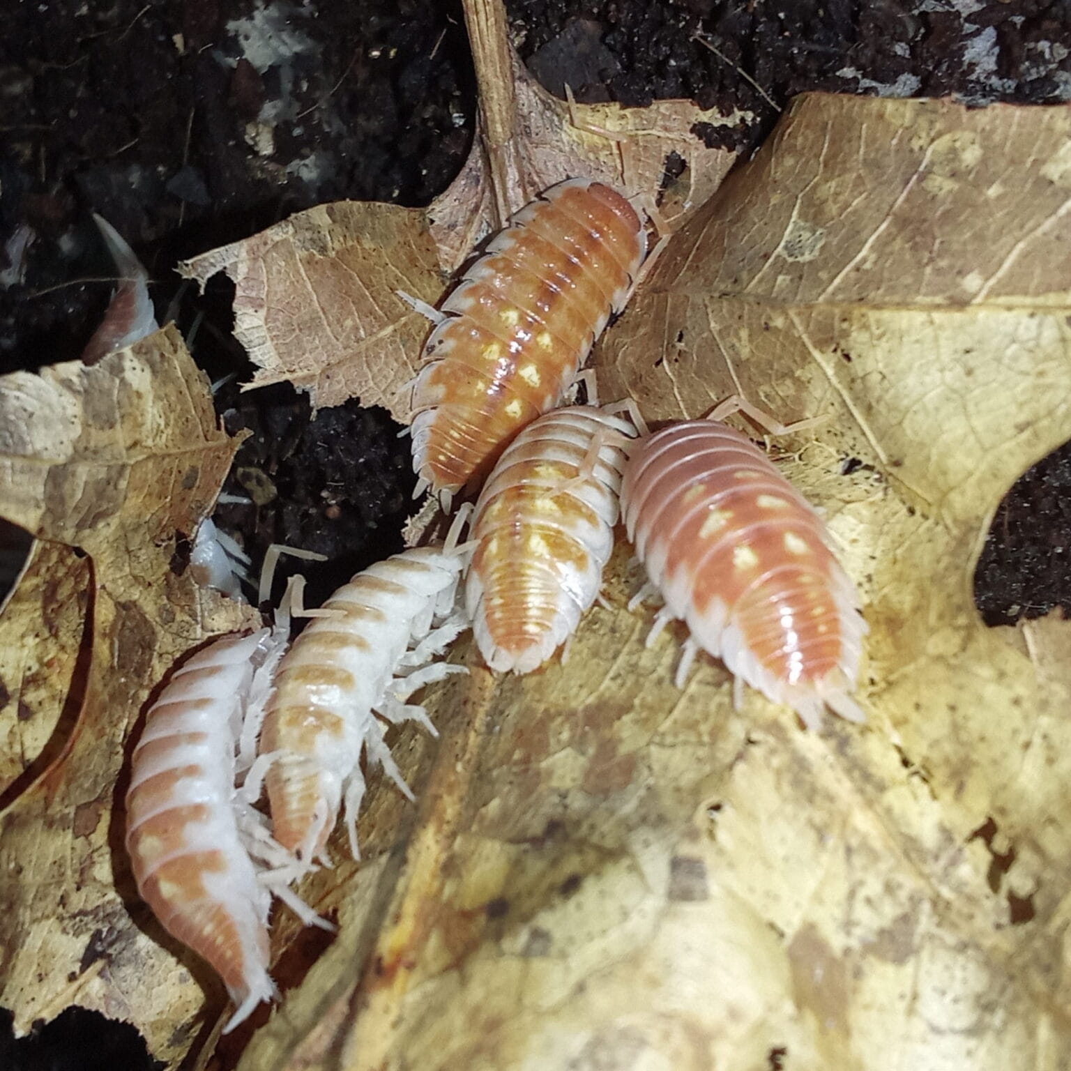 Porcellio ornatus "Tangerine Dream" | Isópodos - ANTDERGROUND