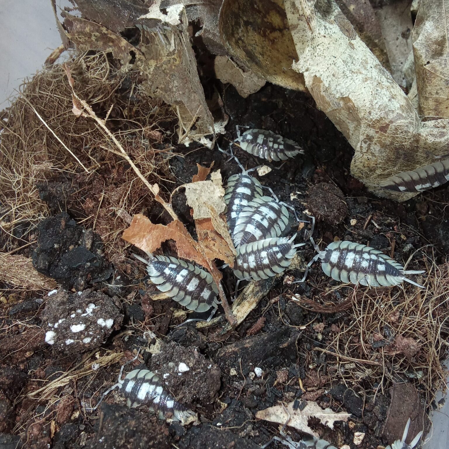 Porcellio expansus | Isópodos - ANTDERGROUND