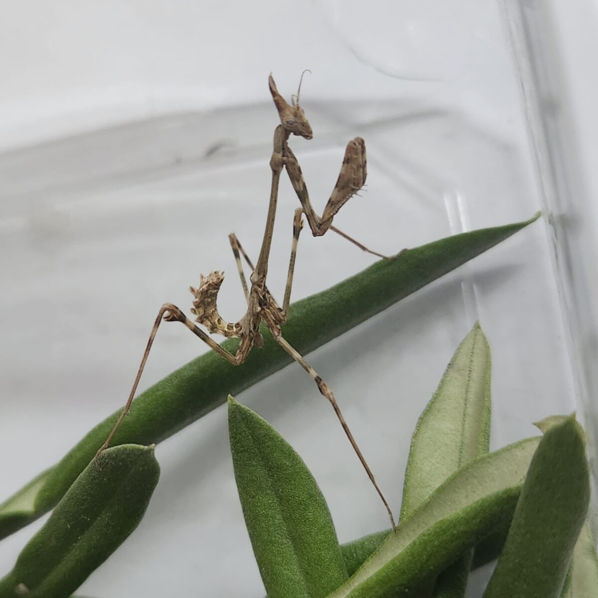 Empusa hedenborgii | Mantis mediterránea ☀️ - ANTDERGROUND