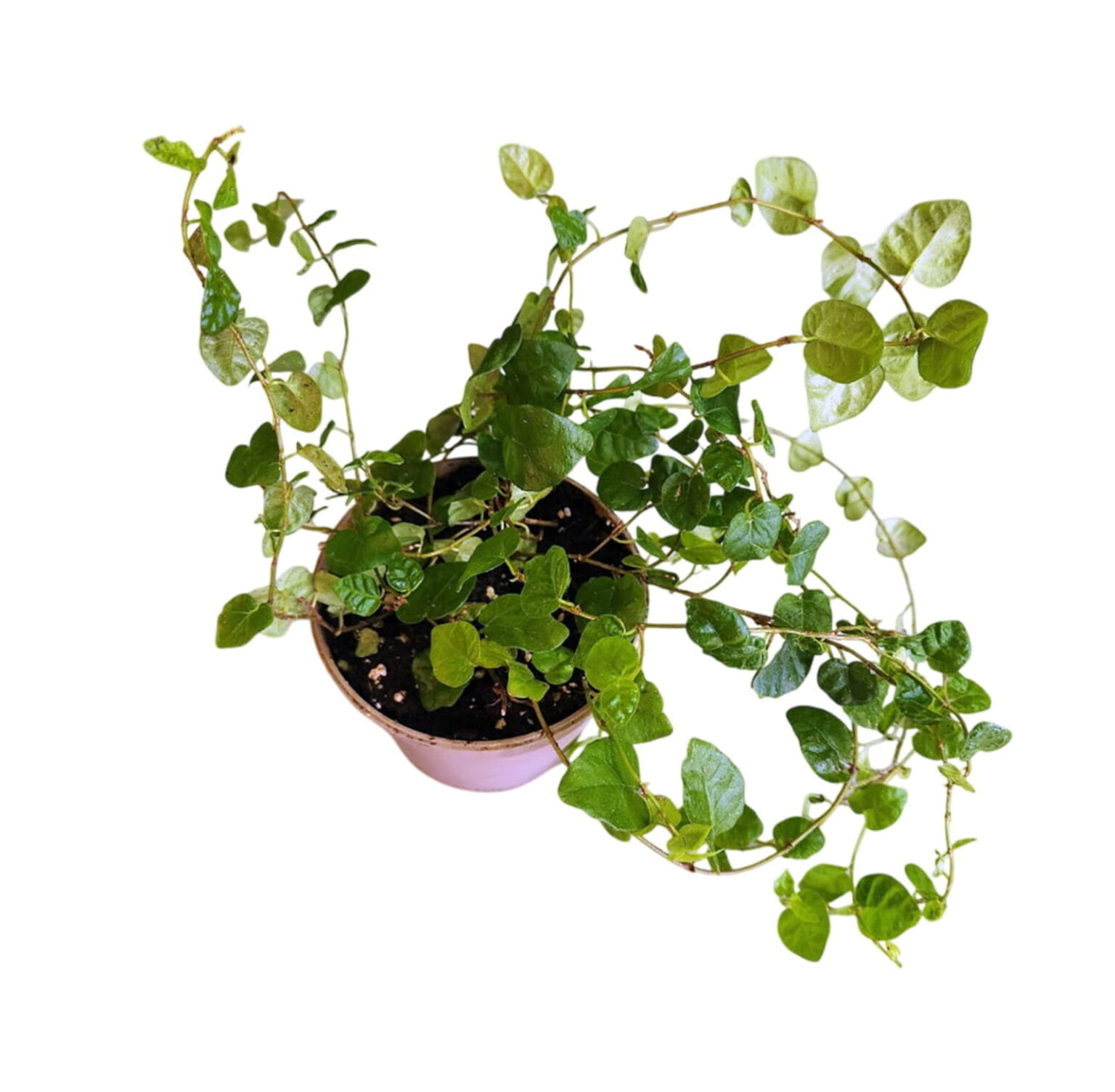 Ficus pumila 'Green Sunny' | Plantes pour terrariums et paludariums ...